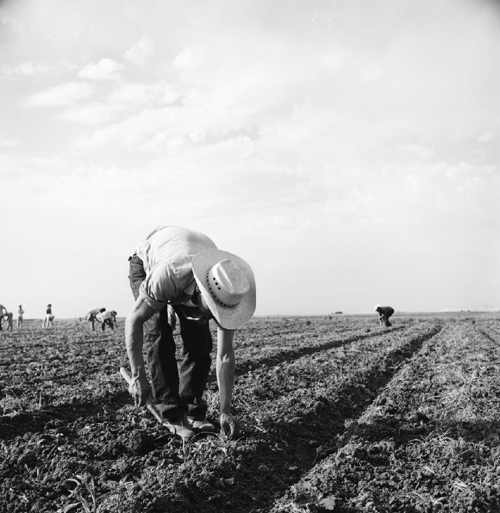 Man digging in field — Calisphere