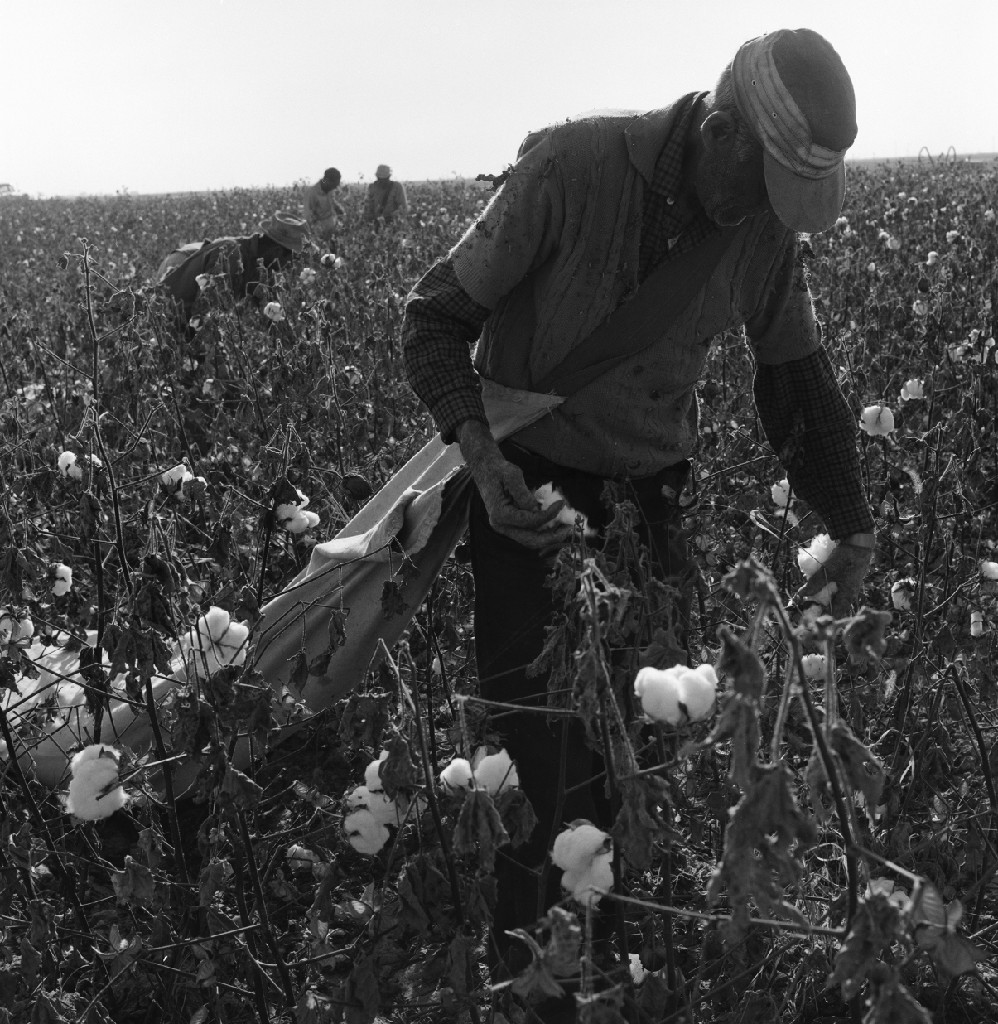 Cotton picker in field — Calisphere