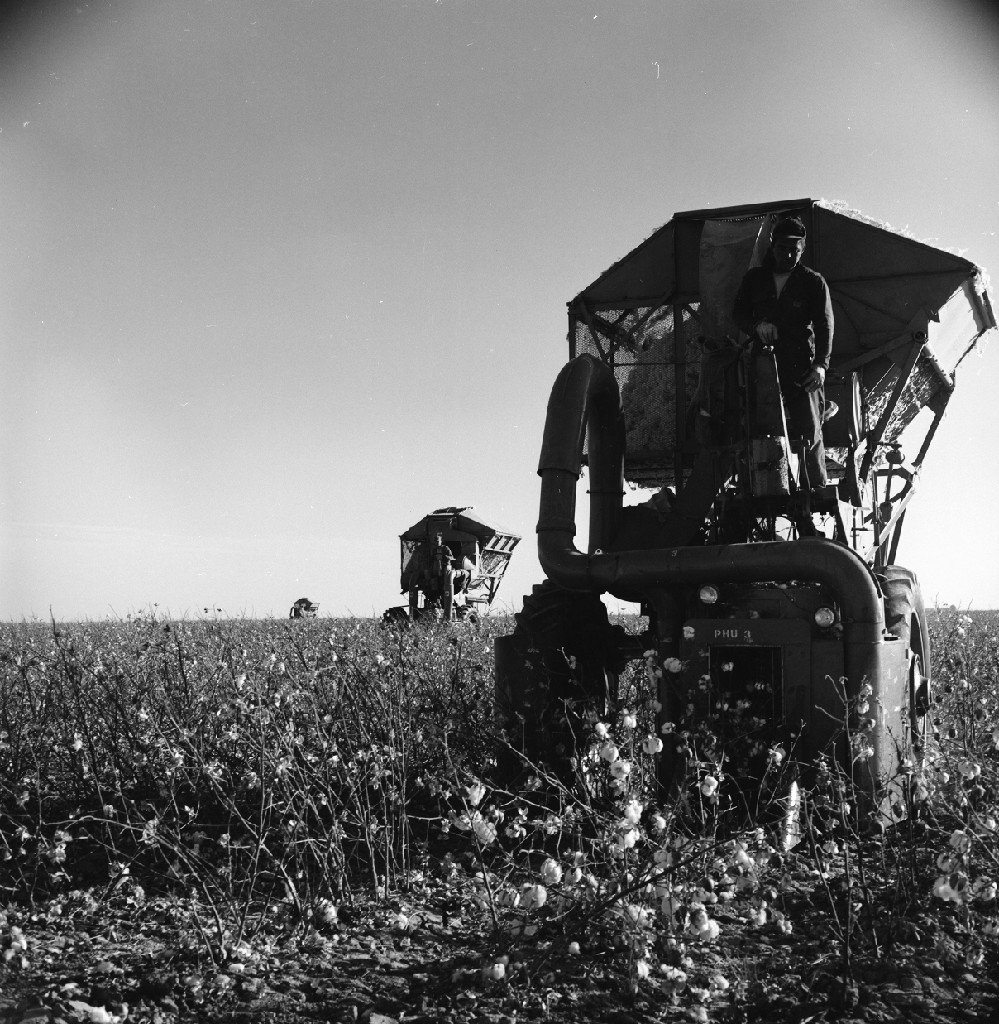 Mechanical cotton harvesting — Calisphere
