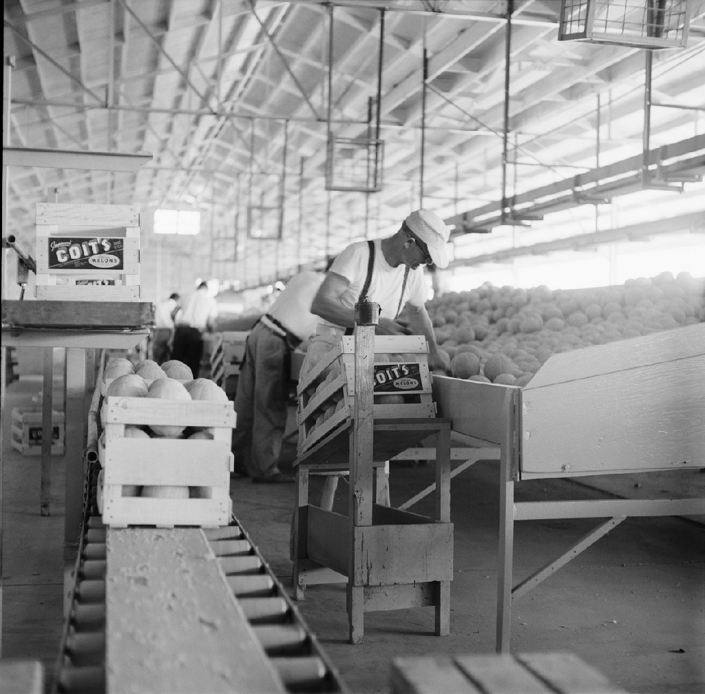 Crates of melons & man putting melons into a crate — Calisphere