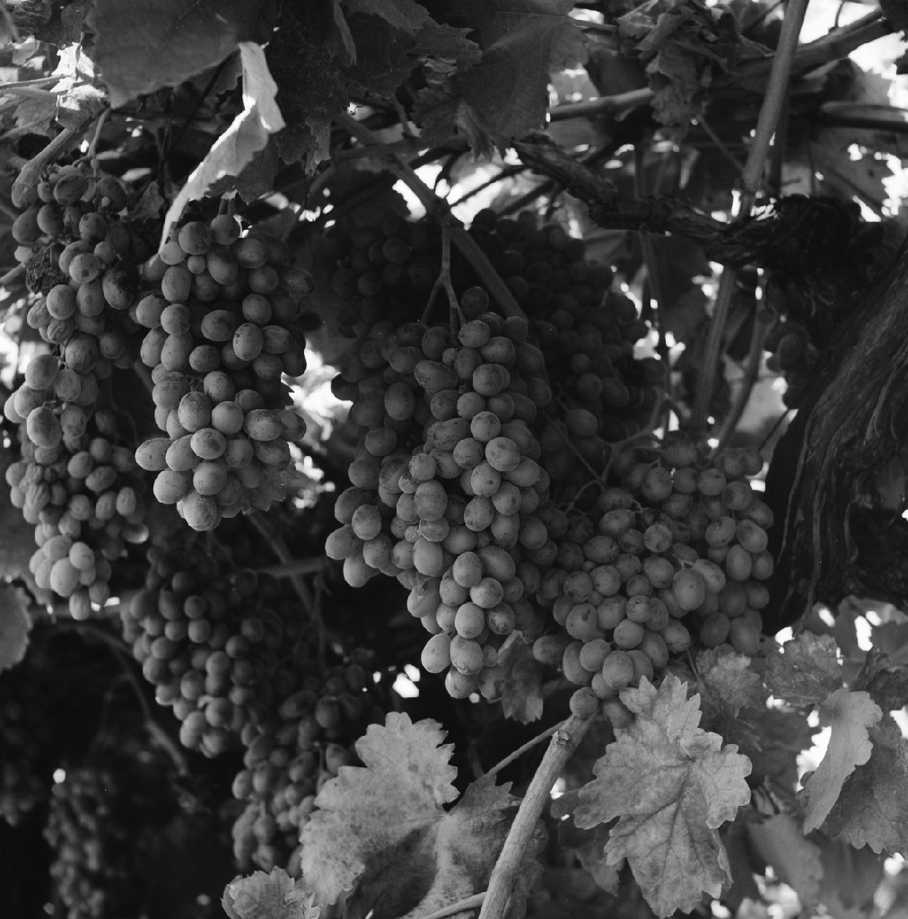 Grapes hanging on the vine — Calisphere