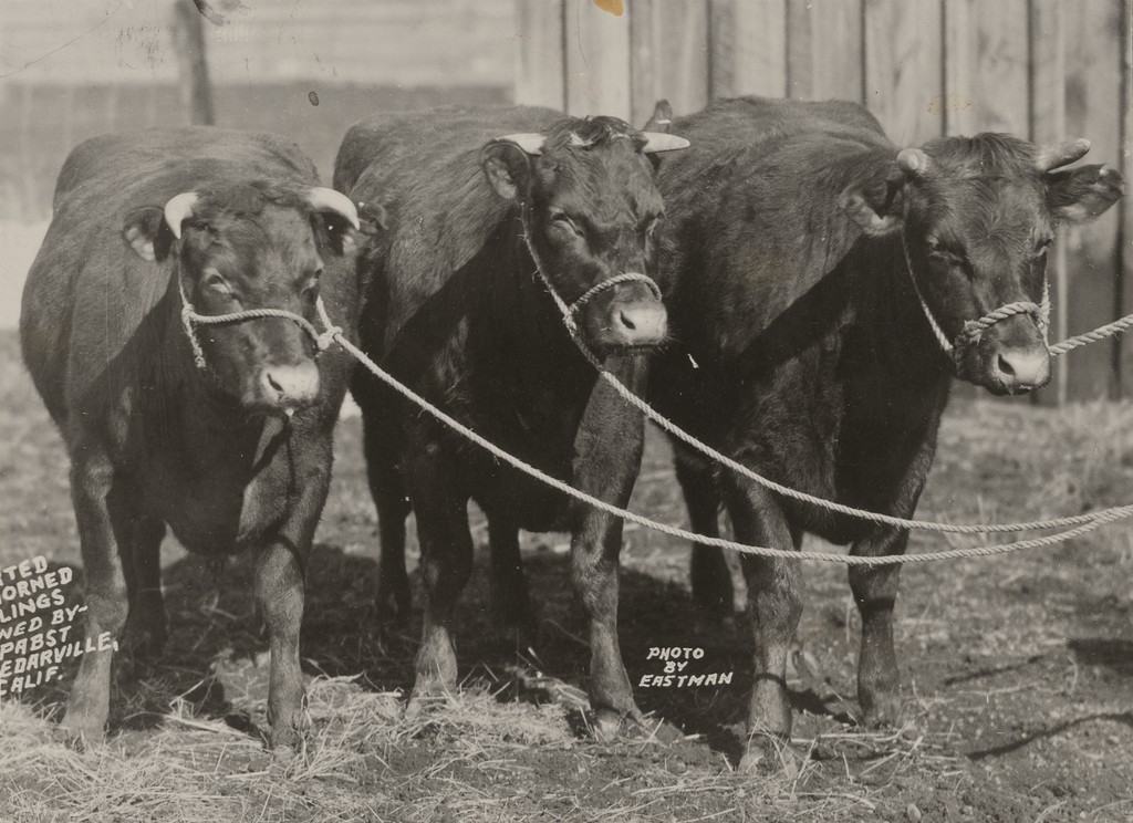 [Three cows on leads] — Calisphere