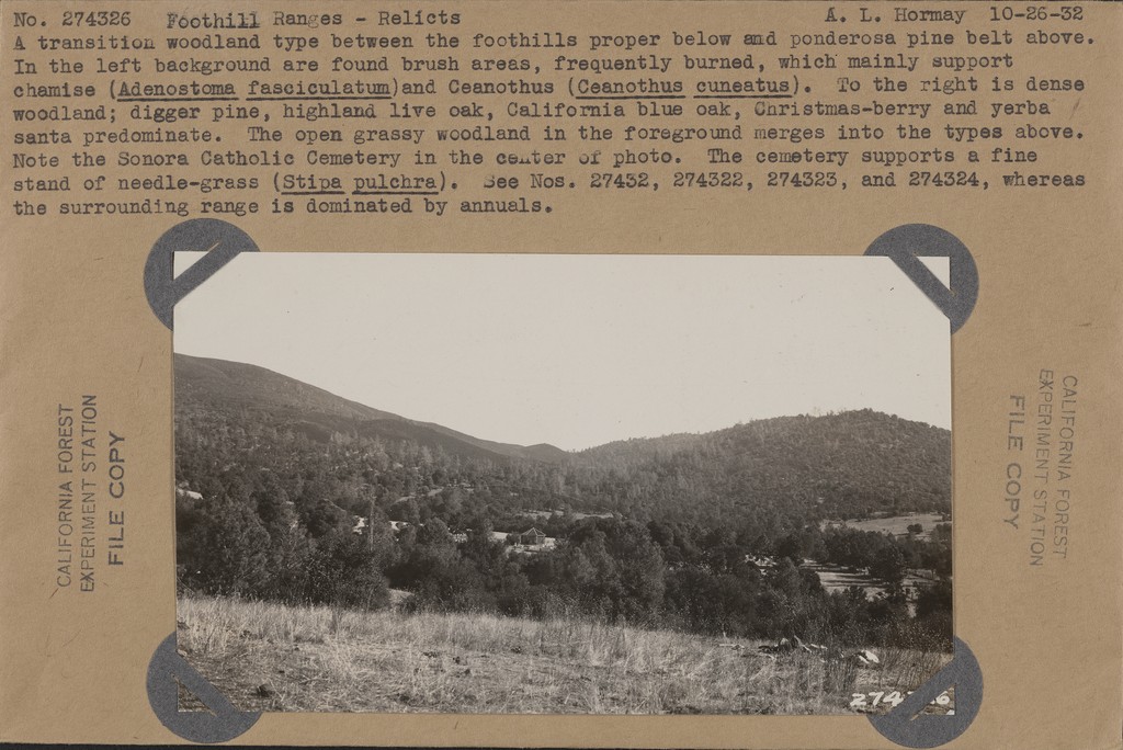 A transition woodland type between the foothills proper (below) and ...