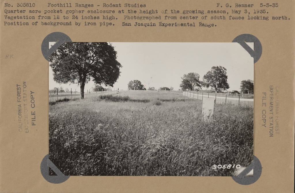 Quarter acre pocket gopher enclosure at the height of the growing ...