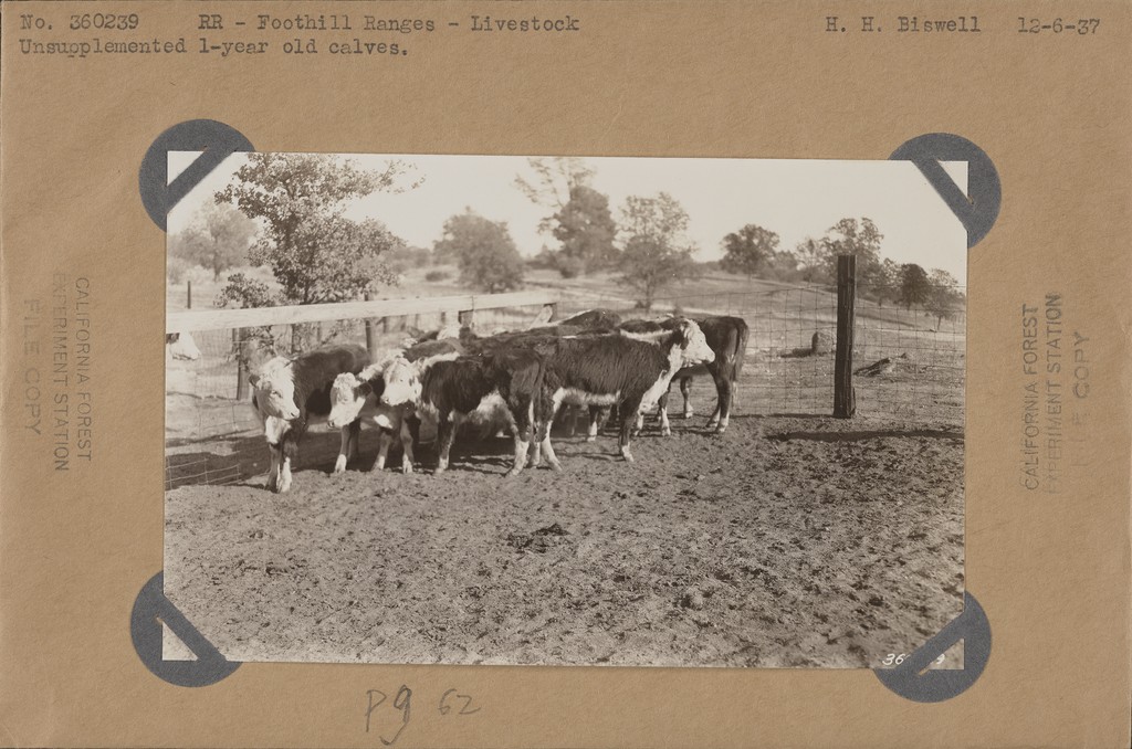 Unsupplemented one-year old calves — Calisphere