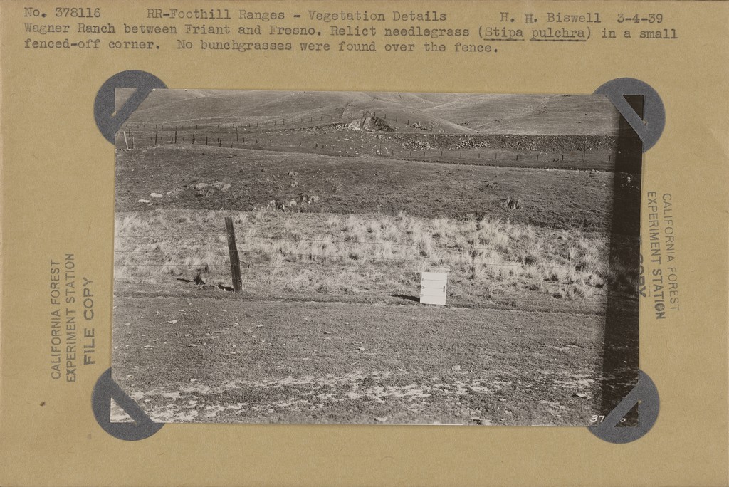 Wagner Ranch, between Friant and Fresno, relict needlegrass (Stipa ...