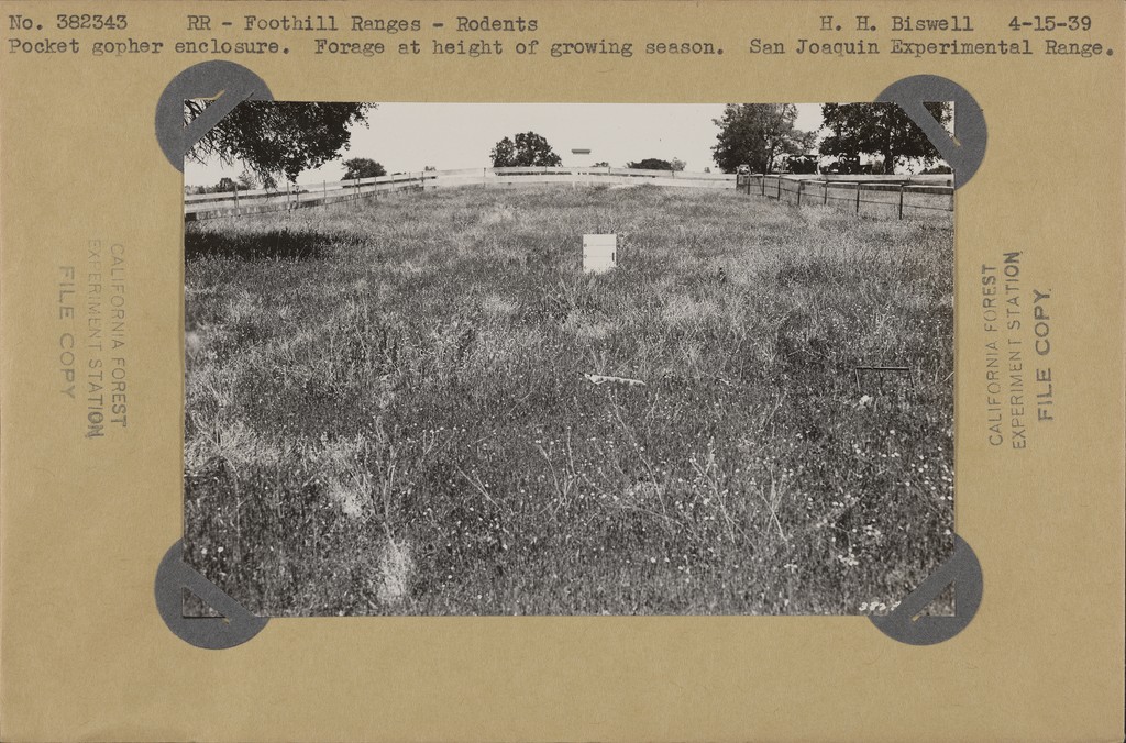 Pocket gopher enclosure, forage at height of growing season — Calisphere