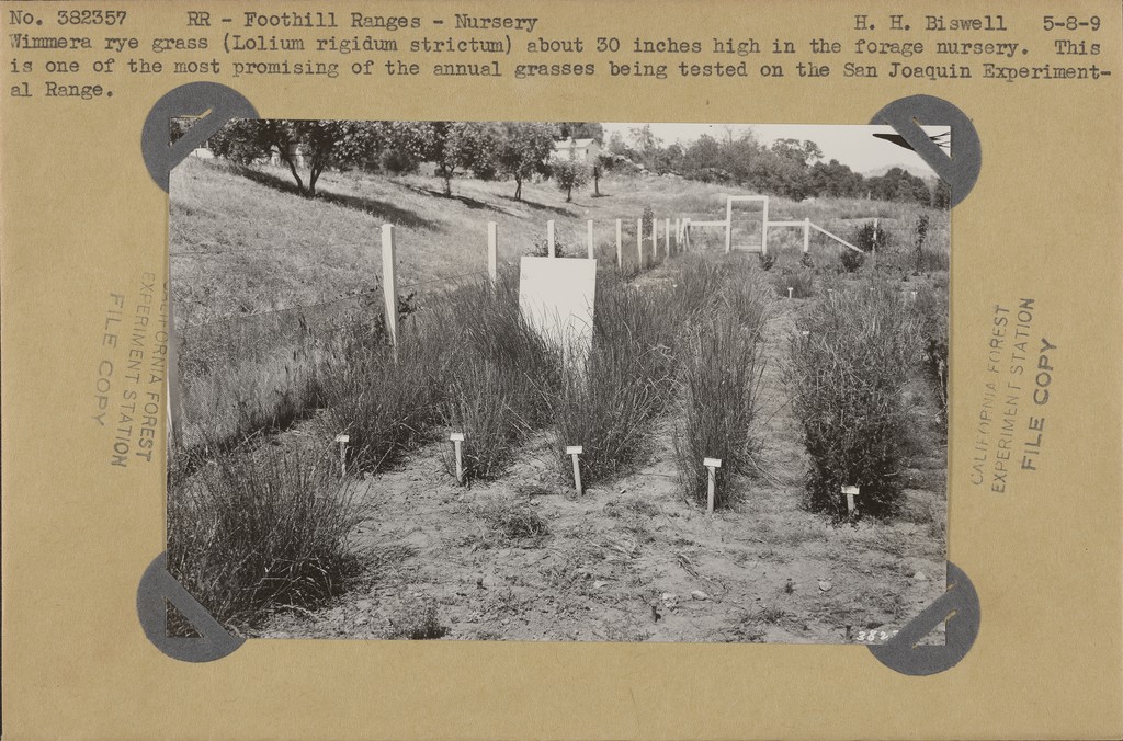 Wimmera ryegrass (Lolium rigidum strictum) about 30 inches high in the ...