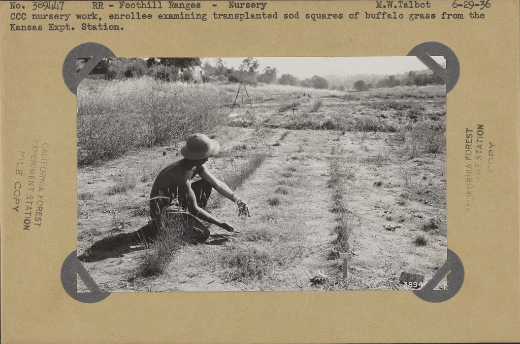 California Conservation Corps (CCC) nursery work, enrollee examining ...