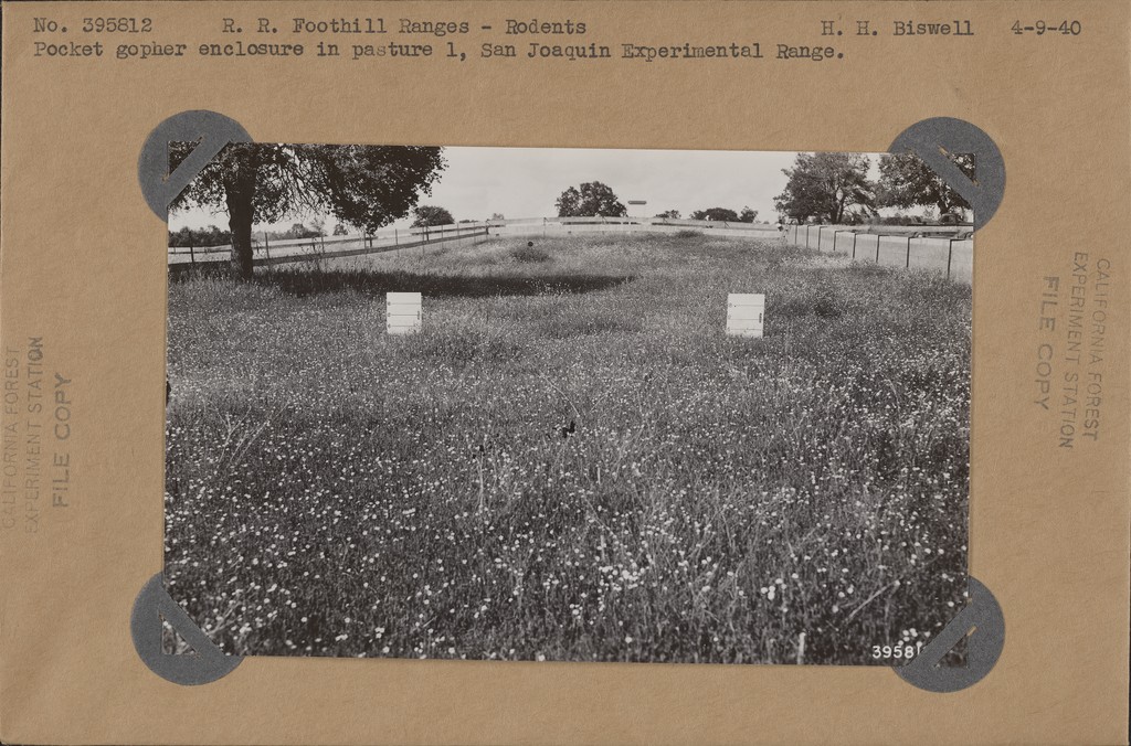 Pocket gopher enclosure in pasture 1 — Calisphere