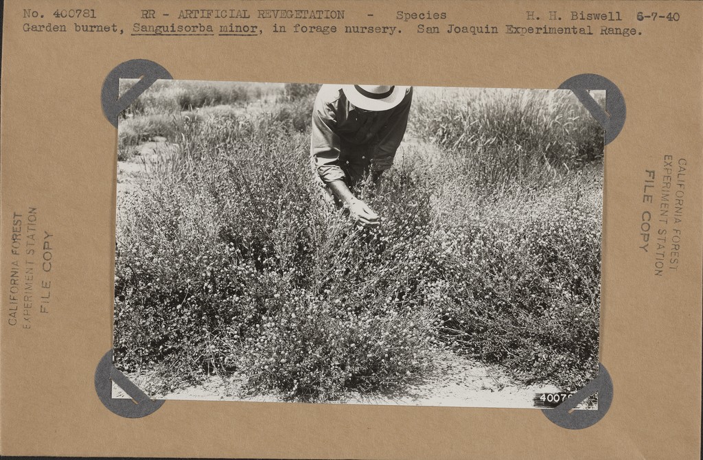 Garden burnet, Sanguisorba minor, in forage nursery — Calisphere